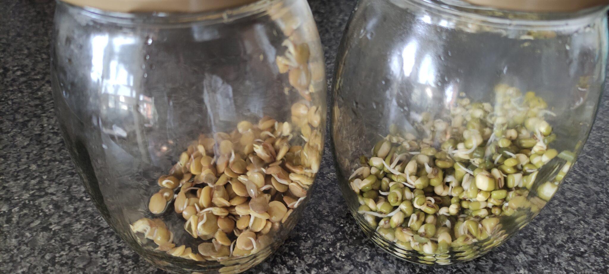 Sprouted pulses - Michael Gallagher Writes