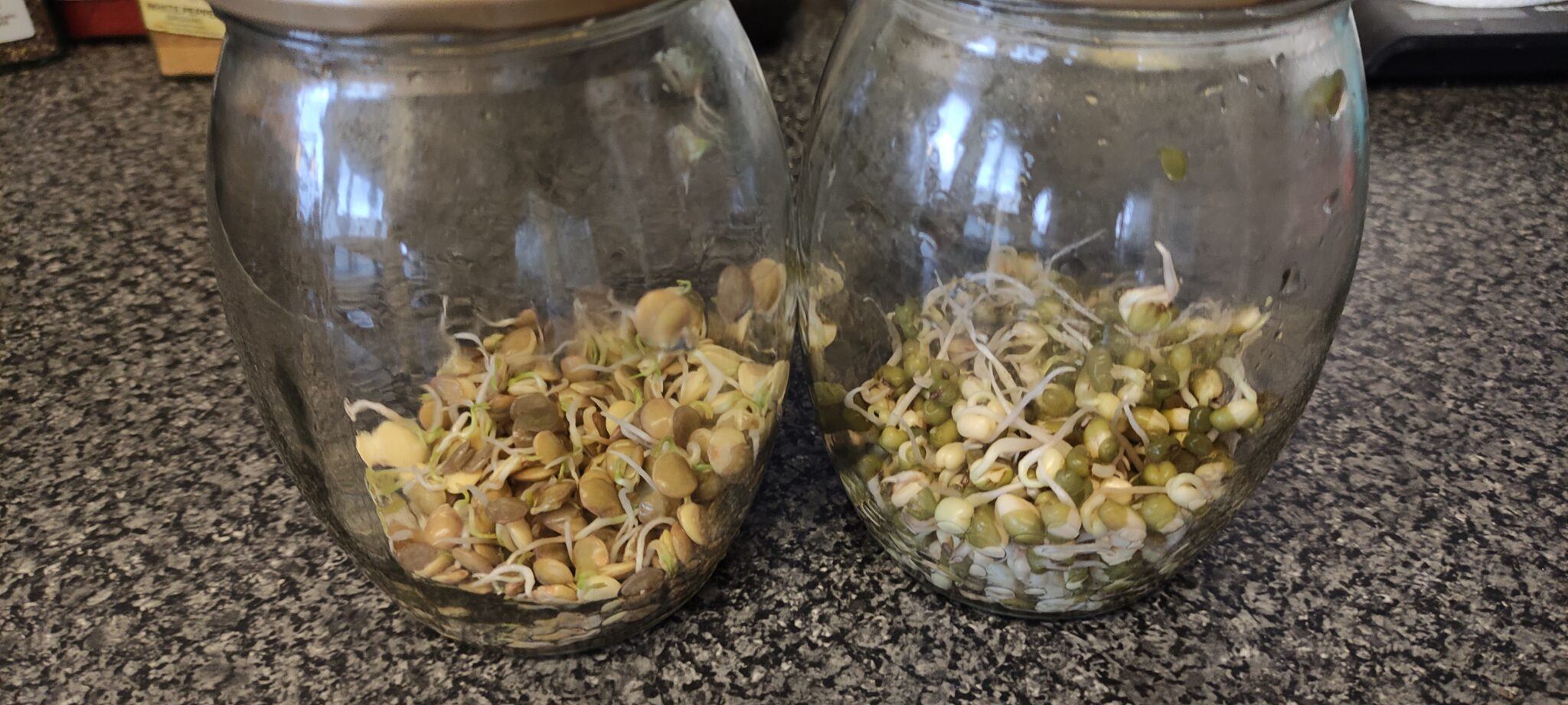 Sprouted pulses - Michael Gallagher Writes